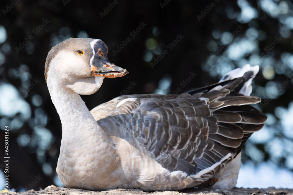 The Chinese goose is not only a visual marvel but also a symbol of ...