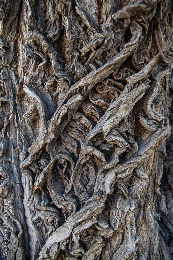 twisting cracks in the crown of a tree made of bark in patterns of deep ...