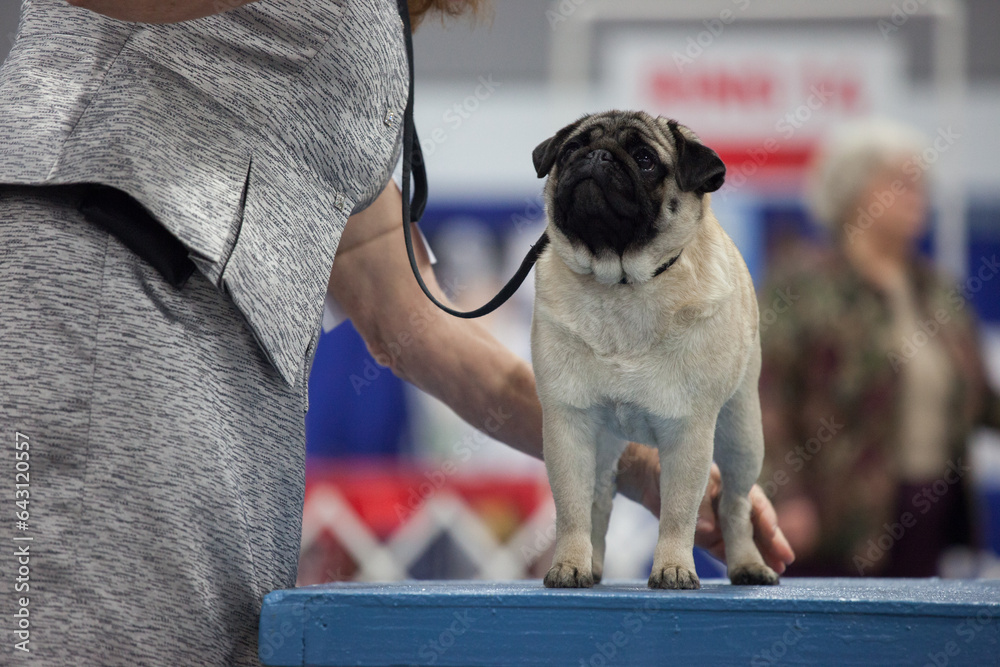 dog beauty pageant Stock Photo | Adobe Stock