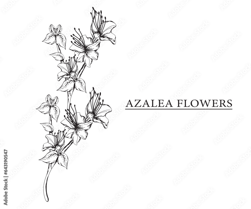 azalea flower vector sketch illustration. Hand drawn tropical floral ...