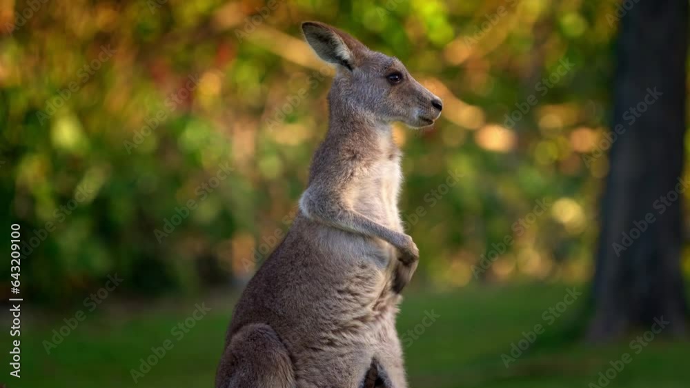 Eastern Grey Kangaroo (Macropus giganteus) on meadow, very cute animal with baby with green ...