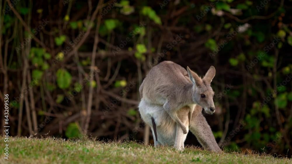 Vidéo Stock Eastern Grey Kangaroo (Macropus giganteus) on meadow, very cute animal with baby ...