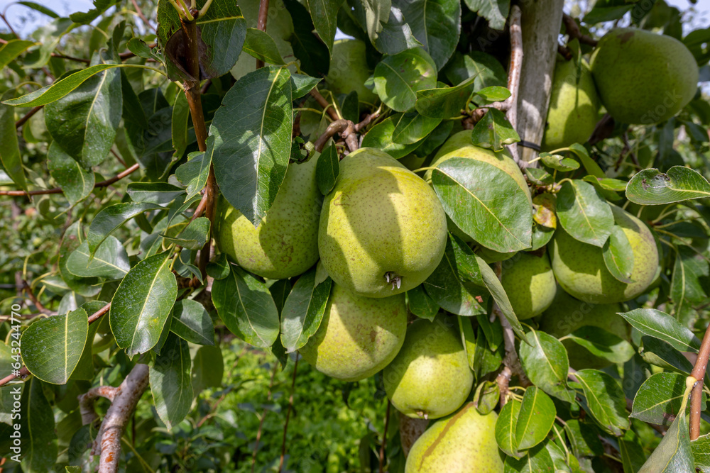 Green organic orchards with rows of Concorde pear trees with ripening ...