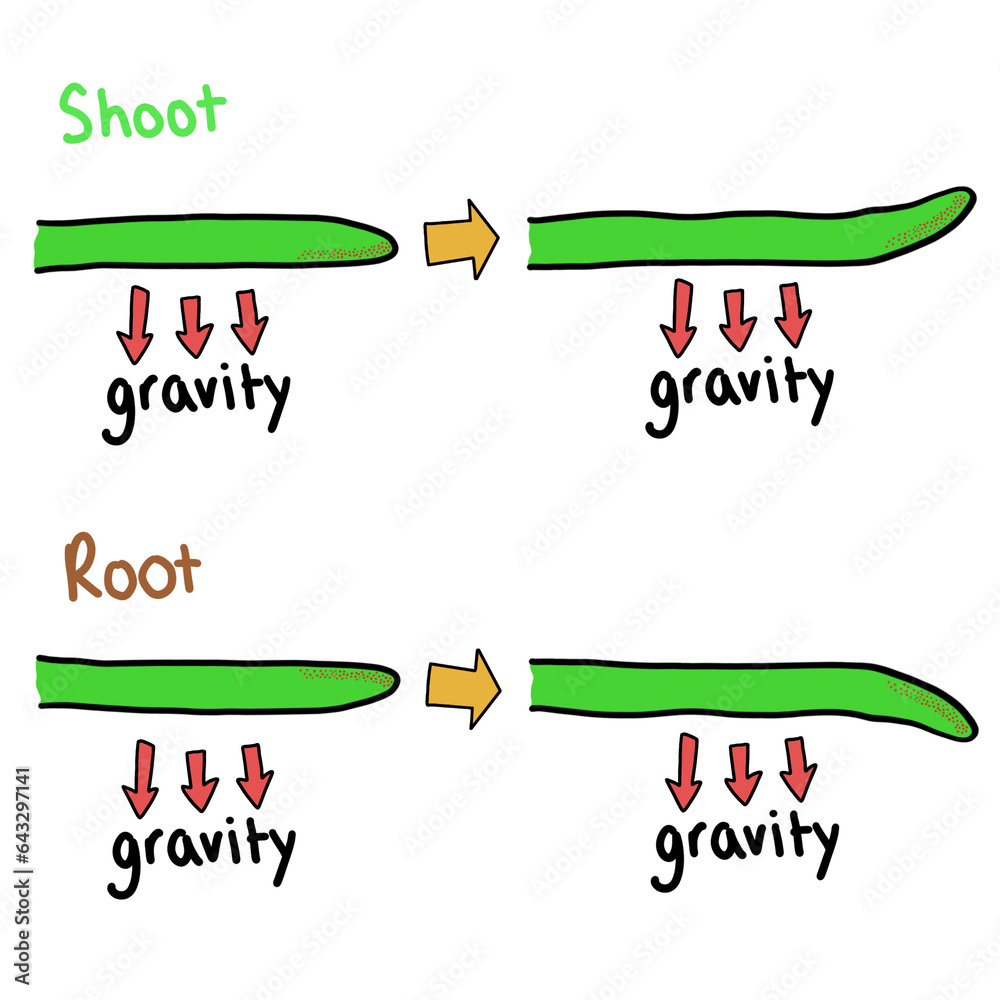 Shoot And Root Growth Gravity Auxin Hormone Science Illustration ...