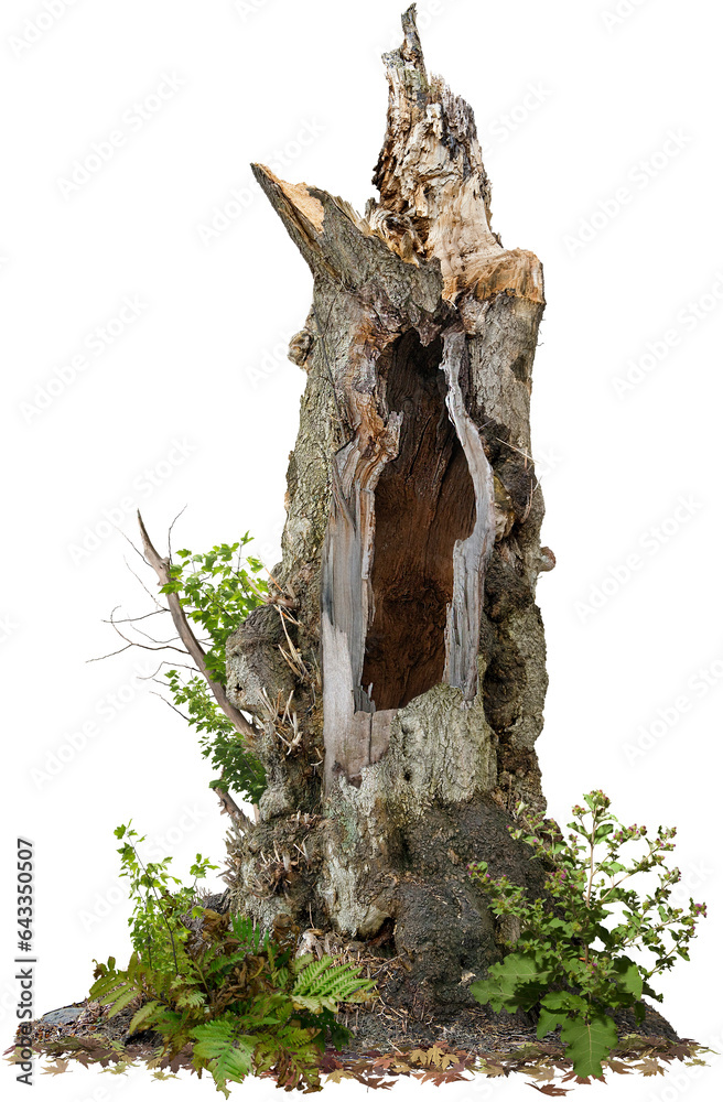 Cut out tree trunk. Dead tree isolated on transparent background. Bare ... Cut out tree trunk. Dead tree isolated on transparent background. Bare ...