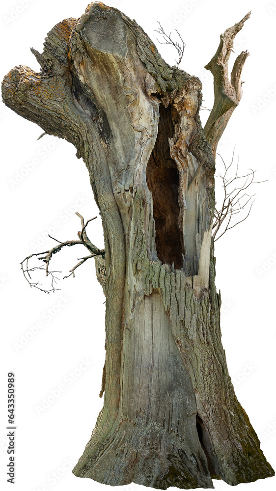 Cut out tree trunk. Dead tree isolated on transparent background. Bare tree without branches ...