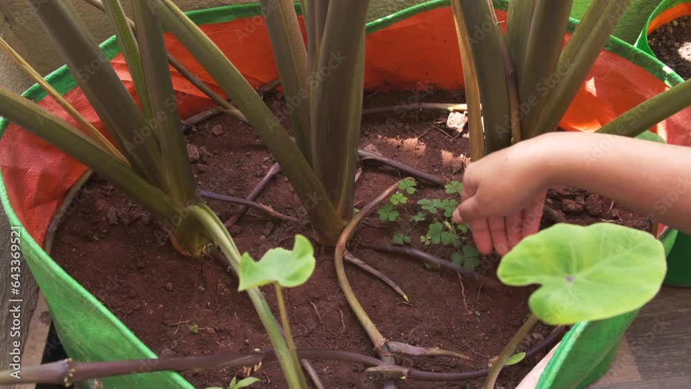 Person showing organic, ready to harvest taro stolon coming out of taro ...