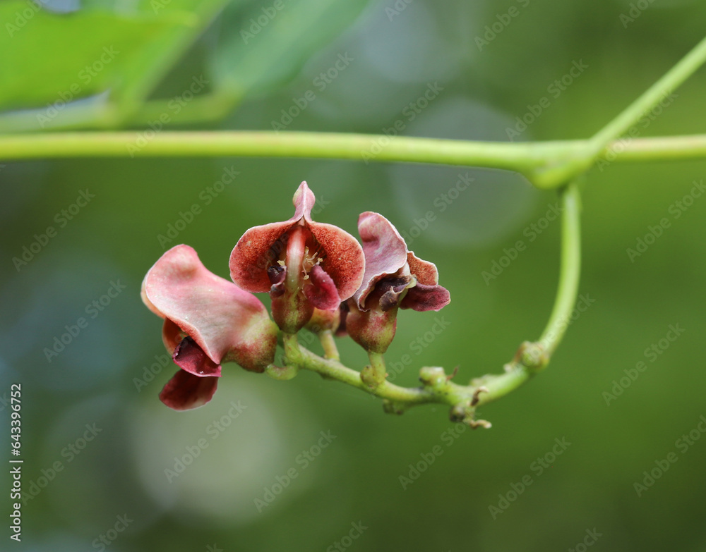 The American Groundnut (Apios americana) is an edible plant native to ...