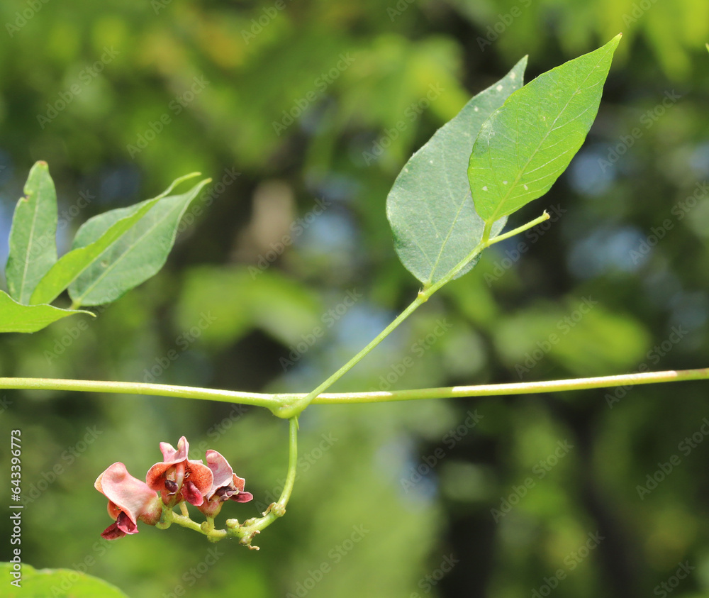 Vine of the American Groundnut (Apios americana) with its flower ...