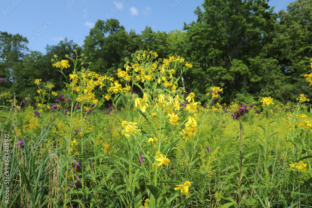 Yellow flowers of the Wingstem (Verbesina alternifolia) in a field ...