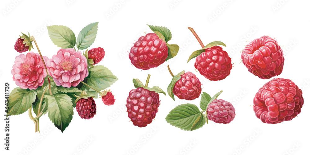watercolor raspberry clipart for graphic resources Stock Vector | Adobe ...