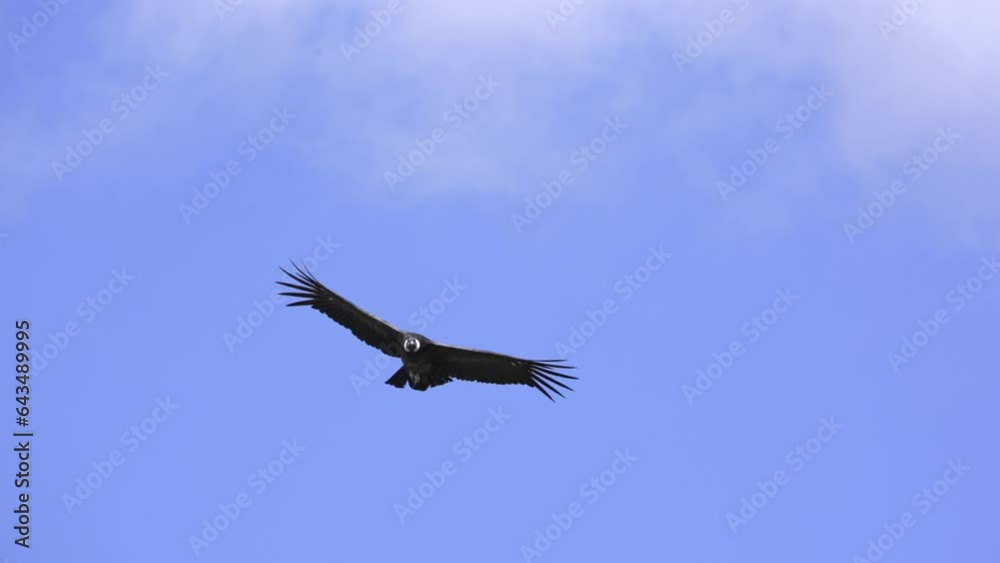 Majestic Andean condor flying against blue sky with clouds showing huge ...