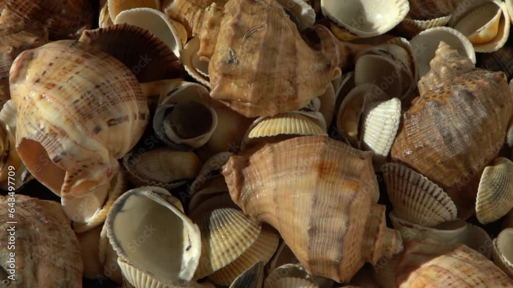 Sea shells on the beach. Summer background. Rapan conch shell top view ...