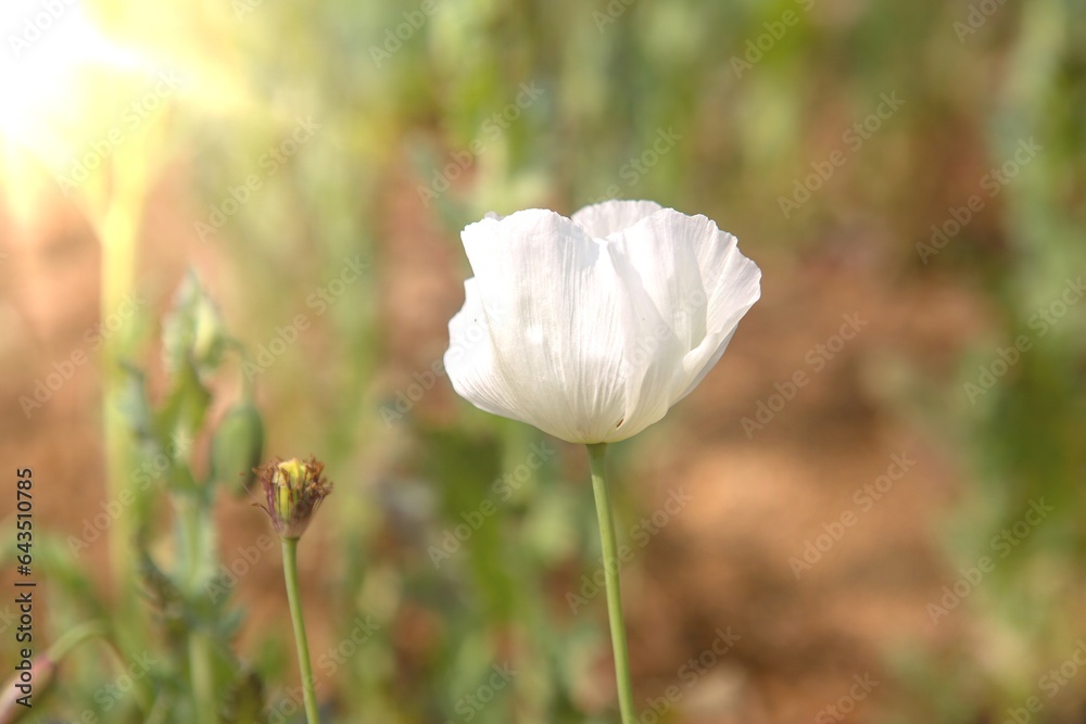 Flowers of opium poppy. opium poppy fields. Papaver somniferum ...