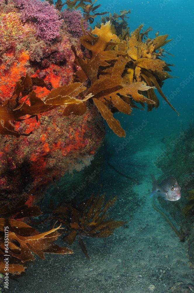 Young Australasian snapper Pagrus auratus at colourful rocky reef with ...