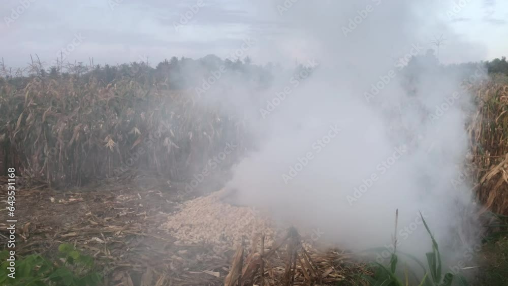 A mountain of empty corn cobs is burning on corn field plantation. A ...