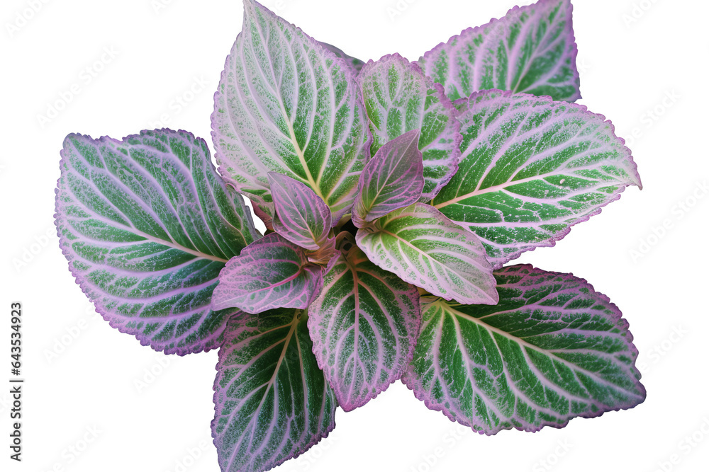 Silver spurflower leaves isolated on transparent background ...