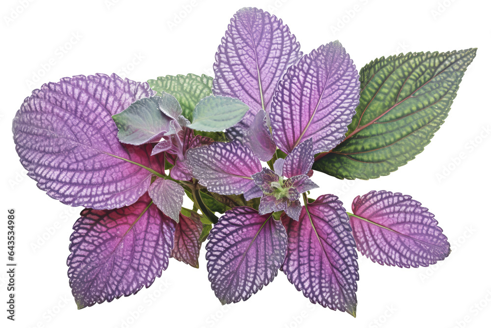 Silver spurflower leaves isolated on transparent background ...