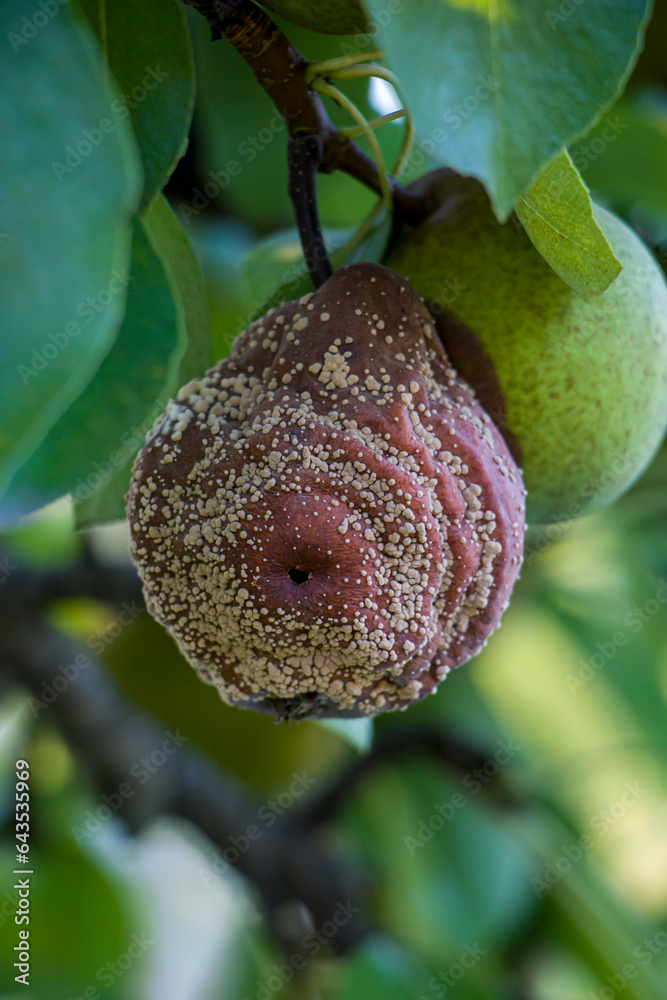 Pear moniliosis. Pears rot on a tree. Fruit rot of pear. Diseases of ...