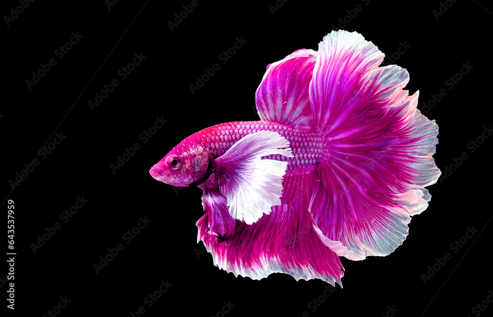 Pink betta fish "Fancy Halfmoon Betta" The moving moment beautiful of ...