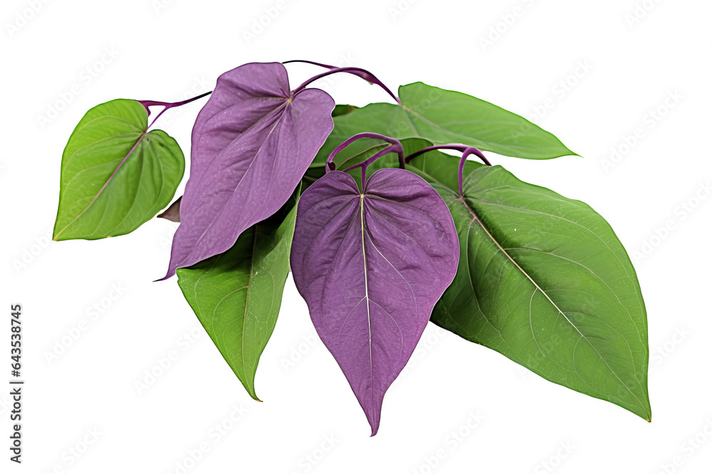 Green and Purple Leaves of Sweet Potato Vine (Ipomoea batatas), a ...