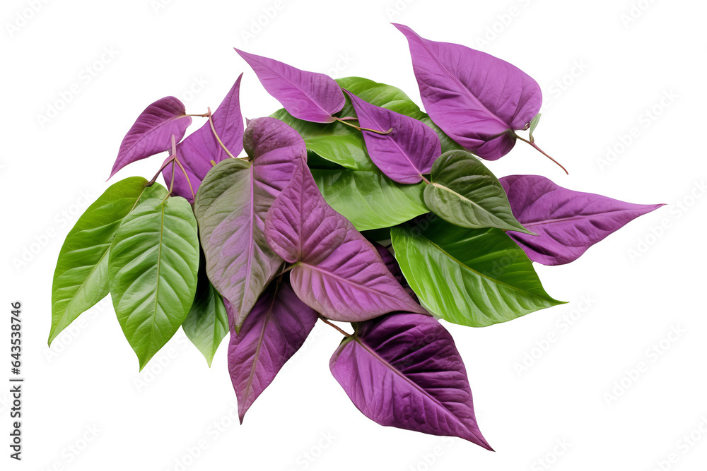 Green and Purple Leaves of Sweet Potato Vine (Ipomoea batatas), a ...