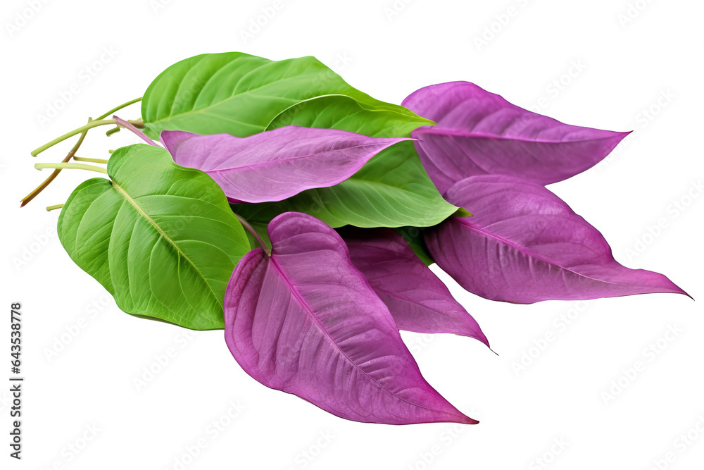 Green and Purple Leaves of Sweet Potato Vine (Ipomoea batatas), a ...