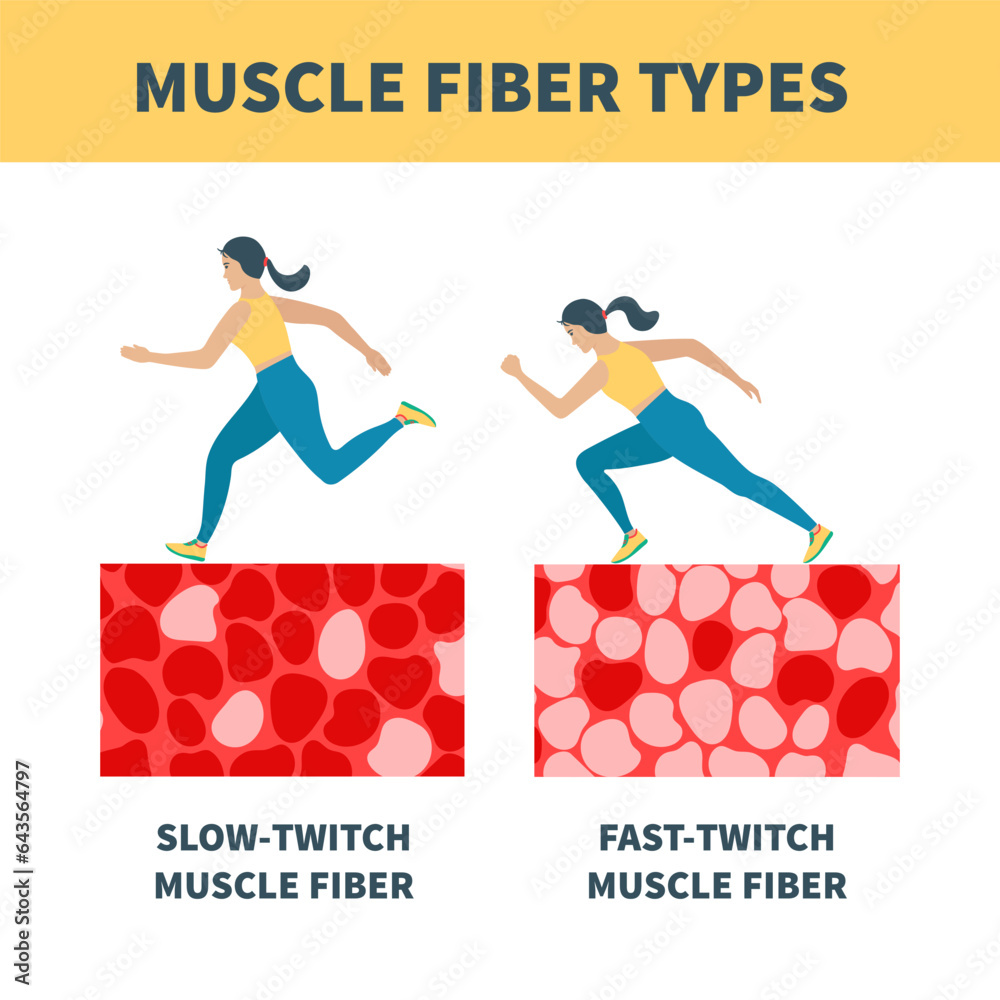 Skeletal muscle fiber types with slow twitch and fast twitch ...