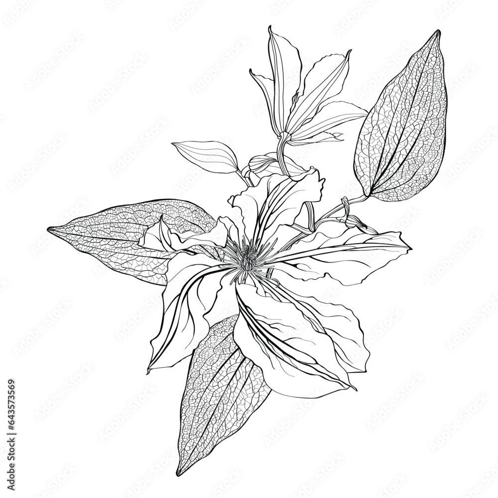 Black and white line illustration of clematis flower and leaves on a ...