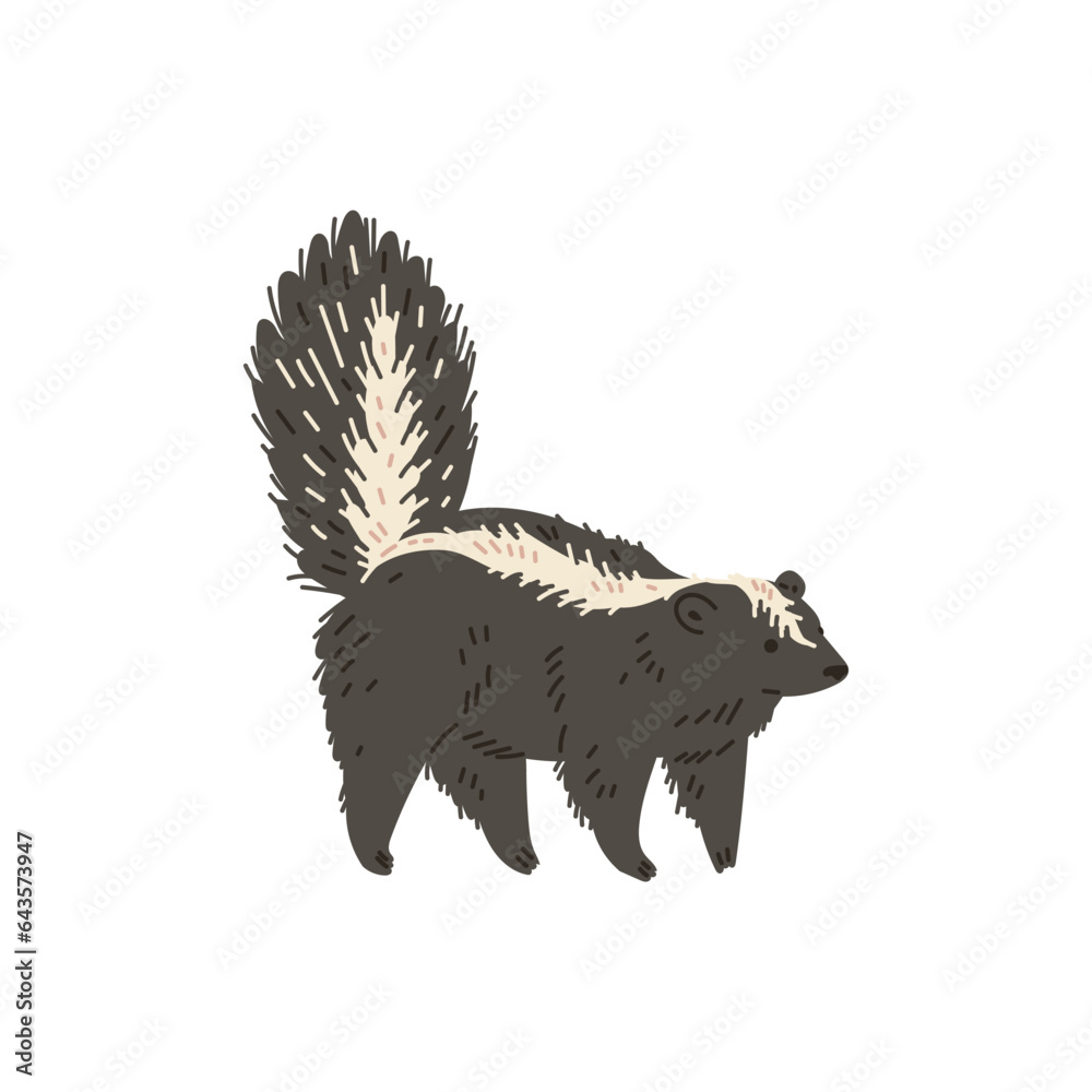 Skunk with a large fluffy tail and a light stripe, North America ...