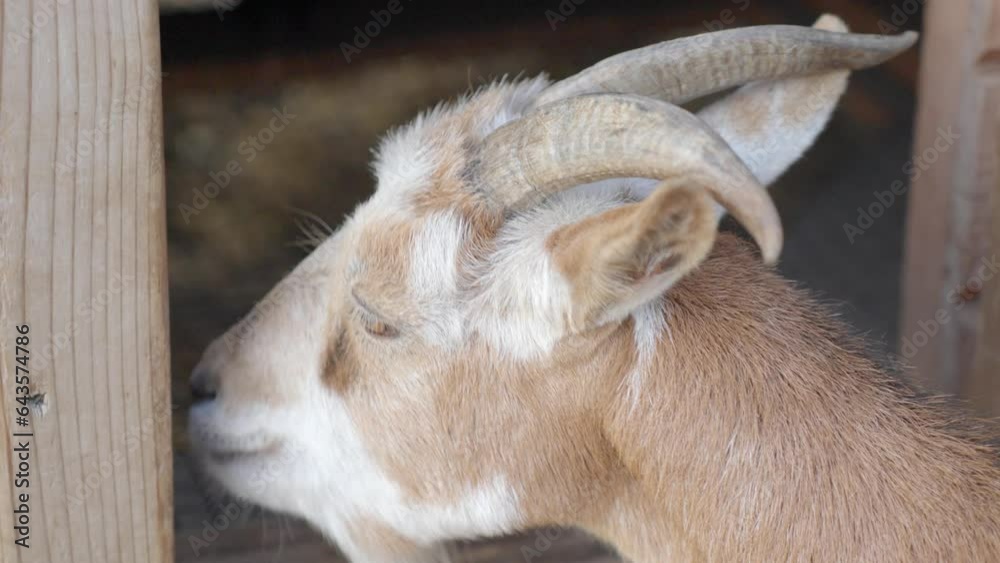 Calm brown goat with two horns and beard looking inside of shed Stock ...
