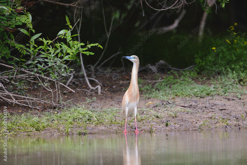 Herons, egrets, and bitterns make up the family Ardeidae. Within this ...