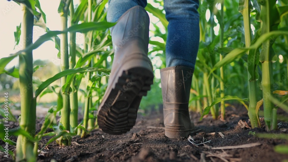 corn farming. a farmer walks next to a field of corn close-up of his ...