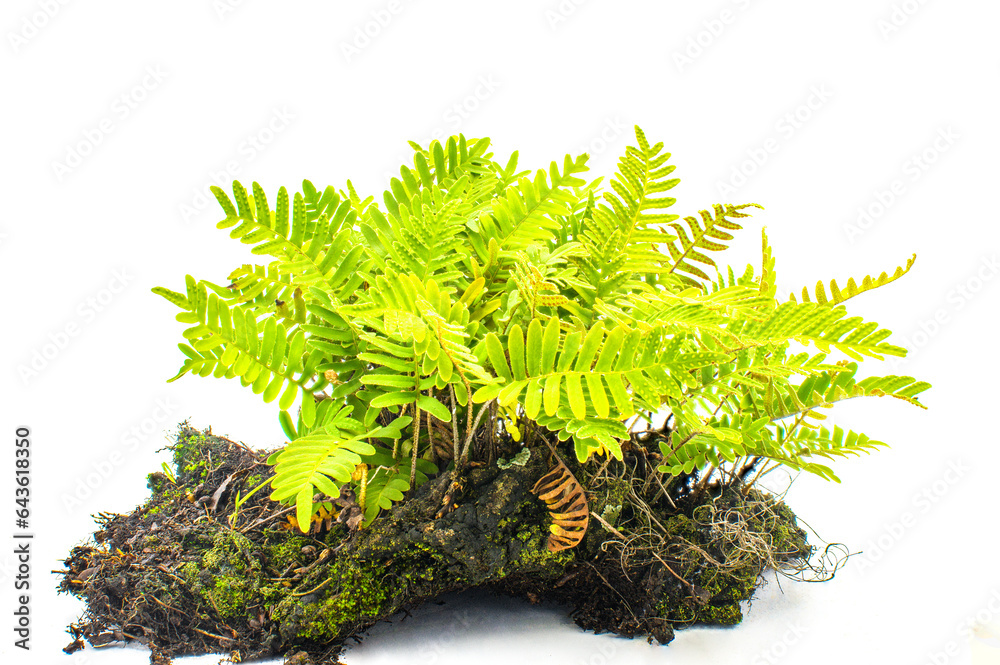 Resurrection fern - Pleopeltis polypodioides - native to Florida found ...