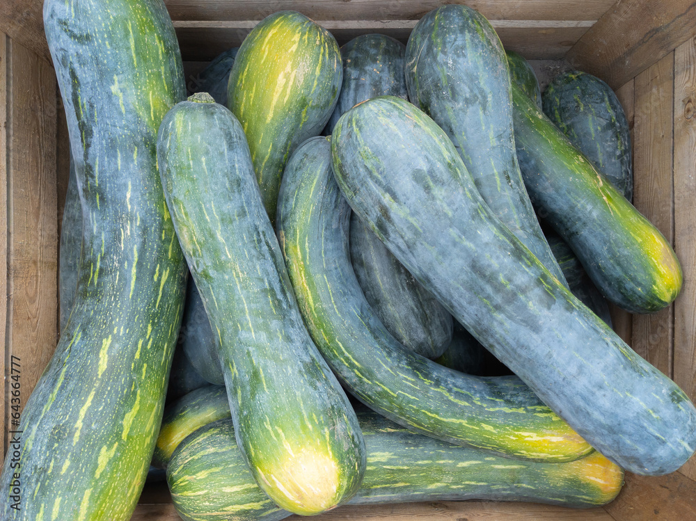 Pumpkins of the Piena Lunga di Napoli variety in a wooden vegetable box ...