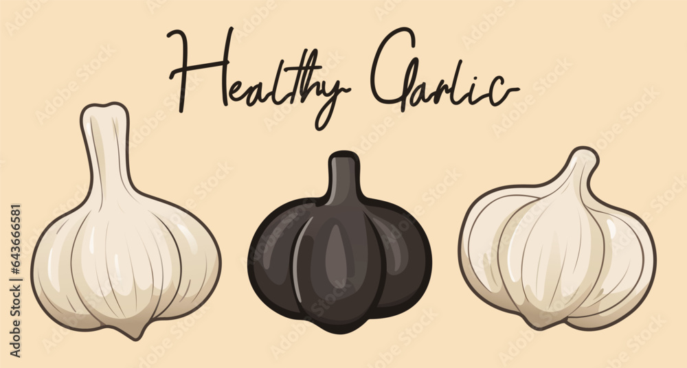 Vector illustration of fresh and fermented garlic. Healthy food and ...