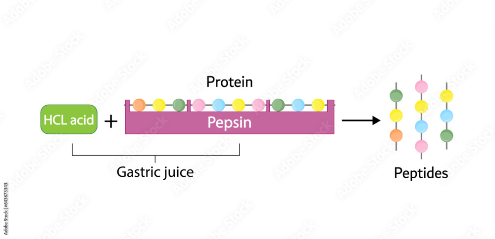 Protein Digestion in stomach. Gastric juice, pepsin and hydrochloric ...