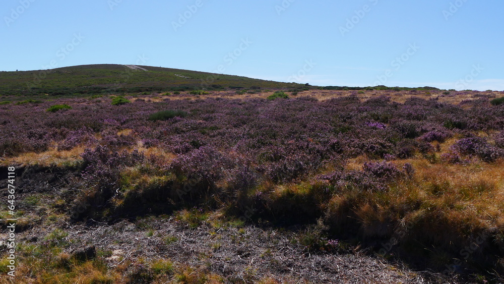 Zones montagneuses rocheuses avec de la mousse, des herbes sèches ...