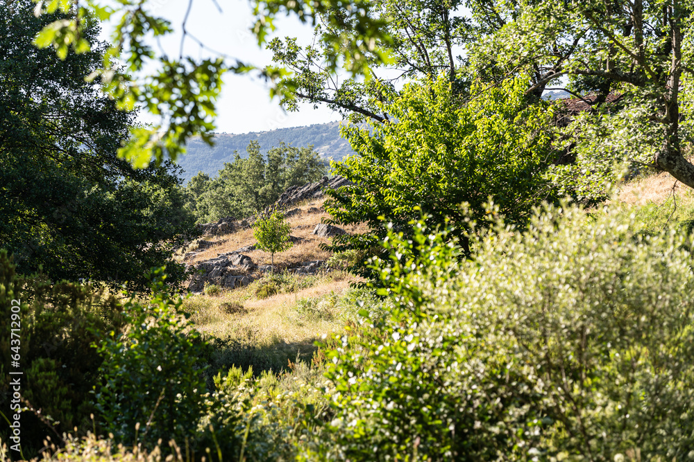 Photo & Art Print árbol joven entre arbustos y matorrales, Sergio