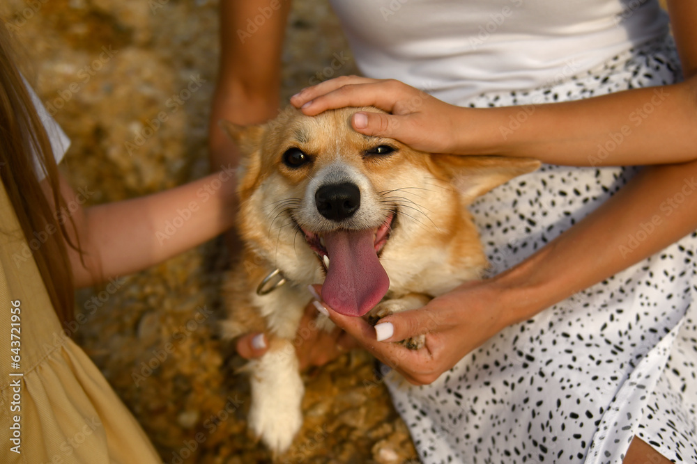 Portrait of a happy and joyful corgi dog, which is petted by its ...