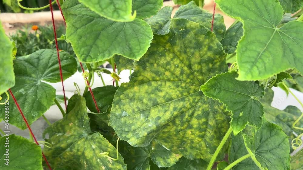 Cucumber leaves infected by downy mildew or Pseudoperonospora cubensis ...