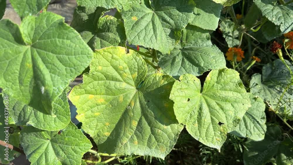 Cucumber leaves infected by downy mildew or Pseudoperonospora cubensis ...