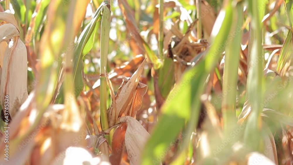 Ripe corn field, selective focus. Harvesting. Autumn field with ripe ...