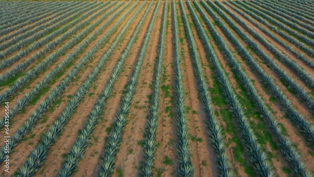 Paisaje de agricultura y siembra de agave y planta de maguey tequila ...