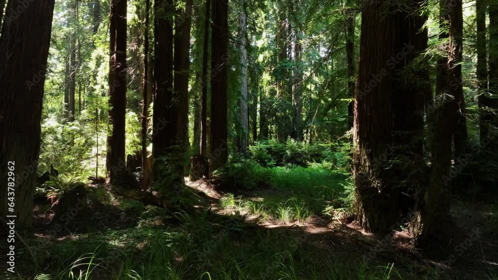 Aerial in redwood forest northern California 1. National State Parks ...