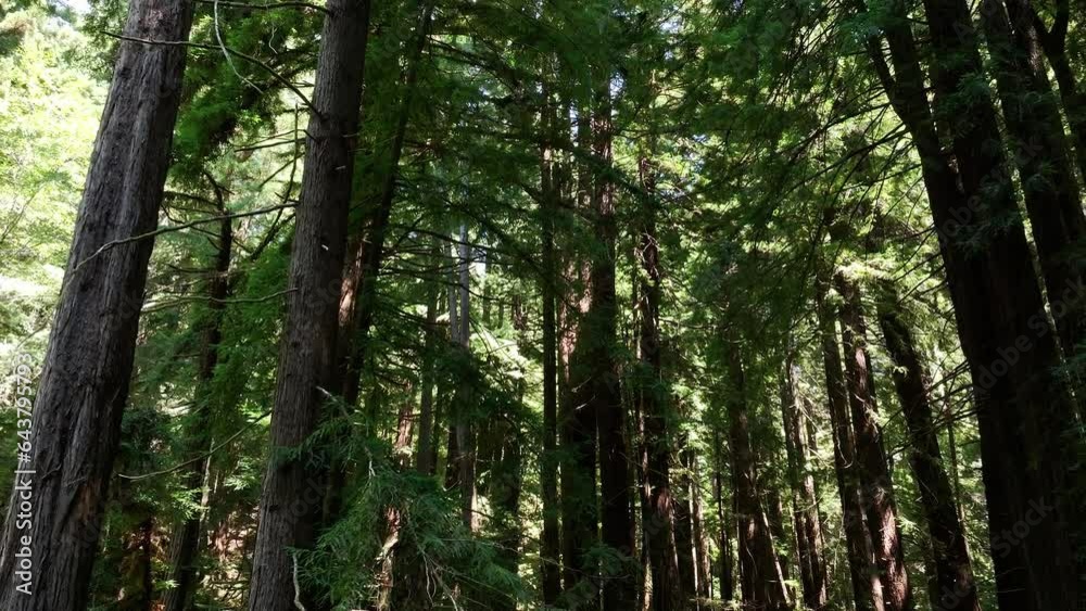 Aerial through branches of redwood forest northern California. National ...