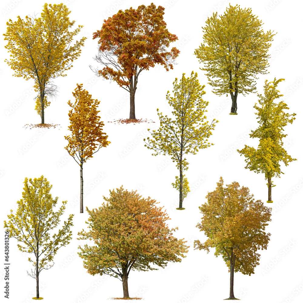 Seasonal trees with fall colors. Colorful deciduous trees in autumn isolated on transparent ...