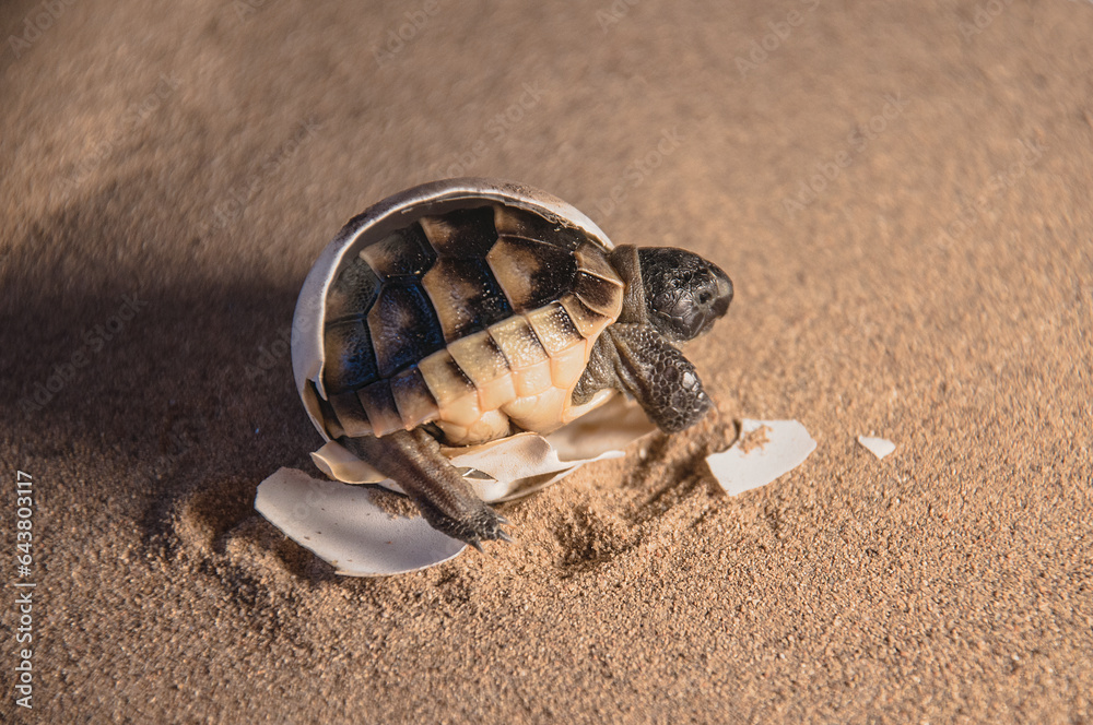 Common tortoise baby is hatching from egg. Mediterranean, baby tortoise ...