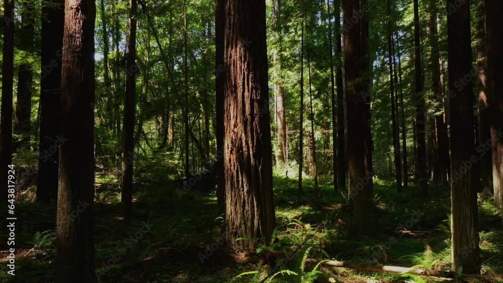 Aerial redwood forest sun shine northern California climb. National and ...