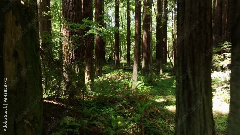 Video Stock Aerial ferns redwood forest northern California 2. National ...